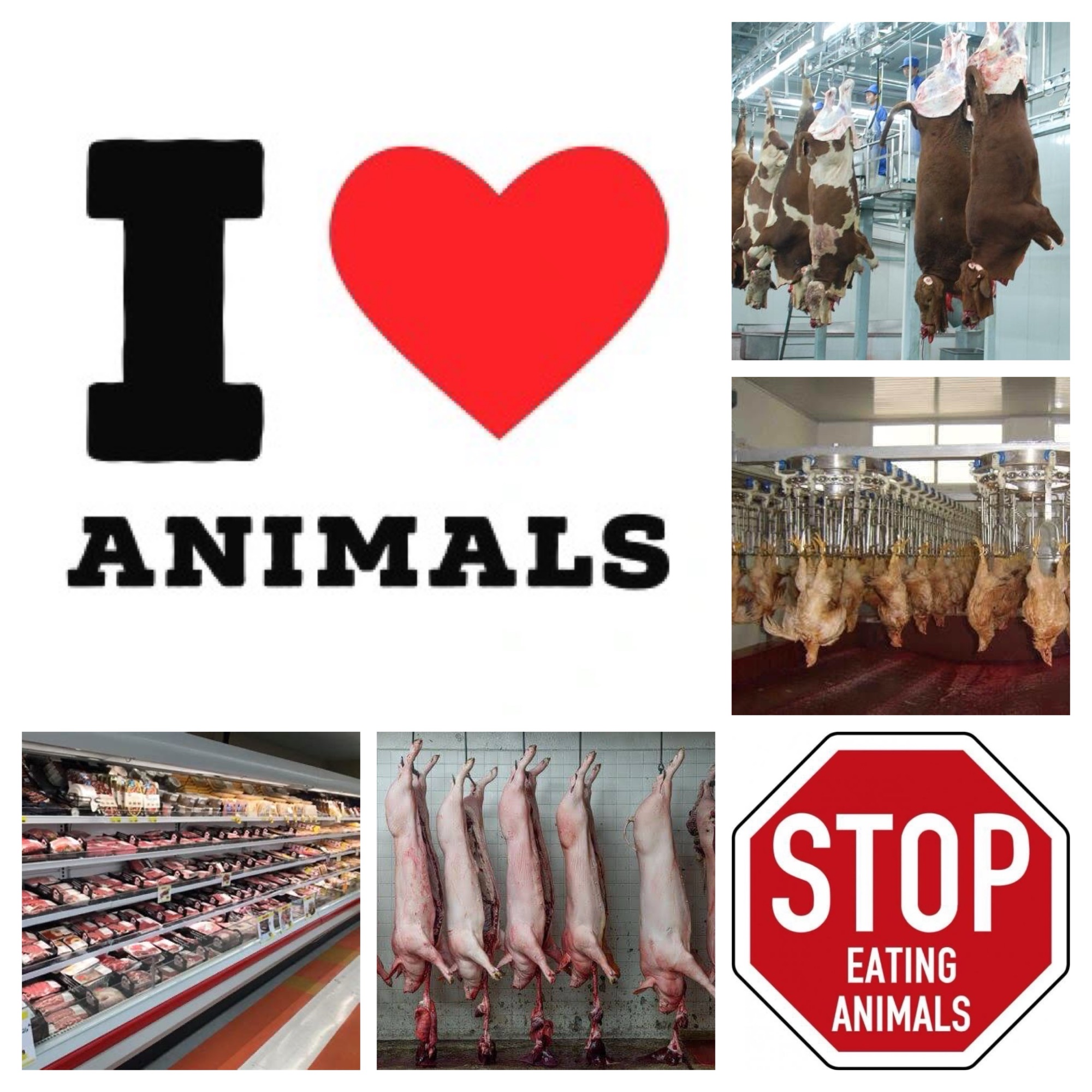 I Love Animals – VeganVoices