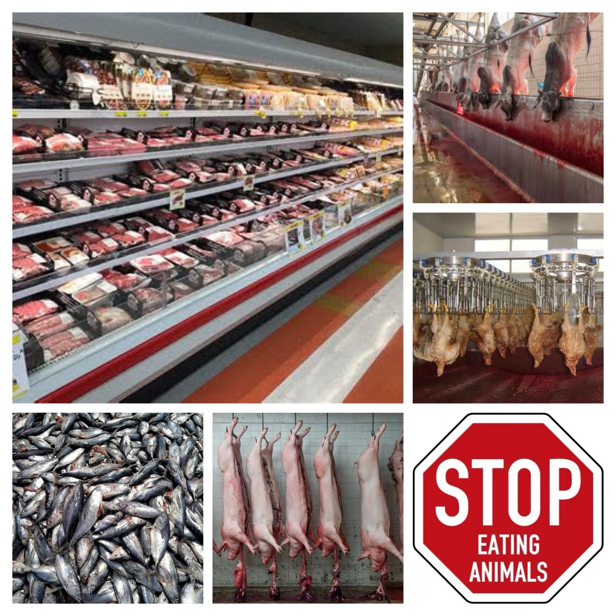 Stop Eating Animals – VeganVoices