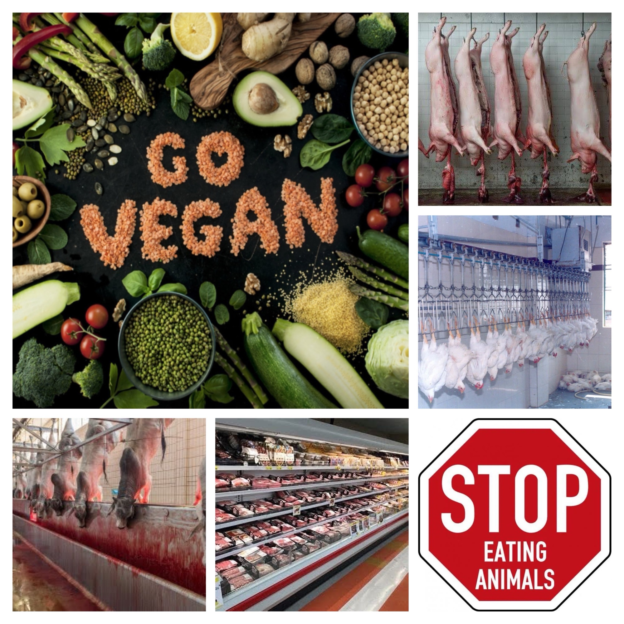 Dead Meat – VeganVoices