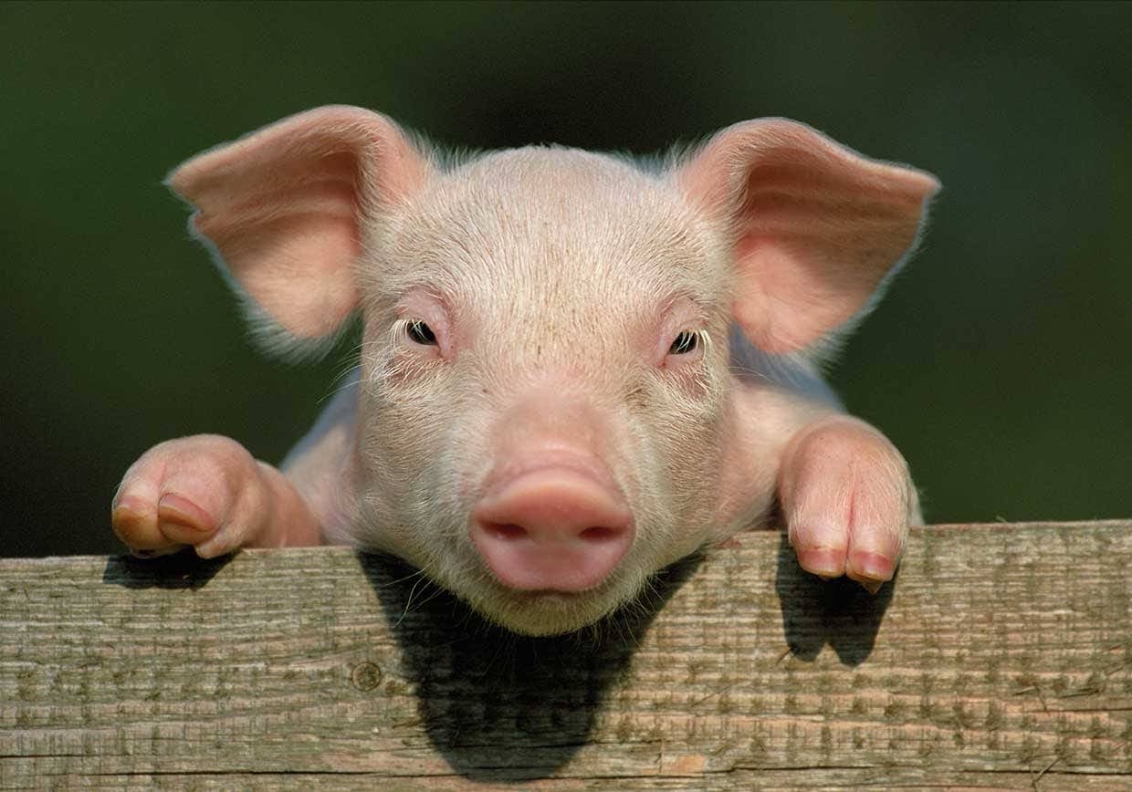 Pig vs. Pork – VeganVoices