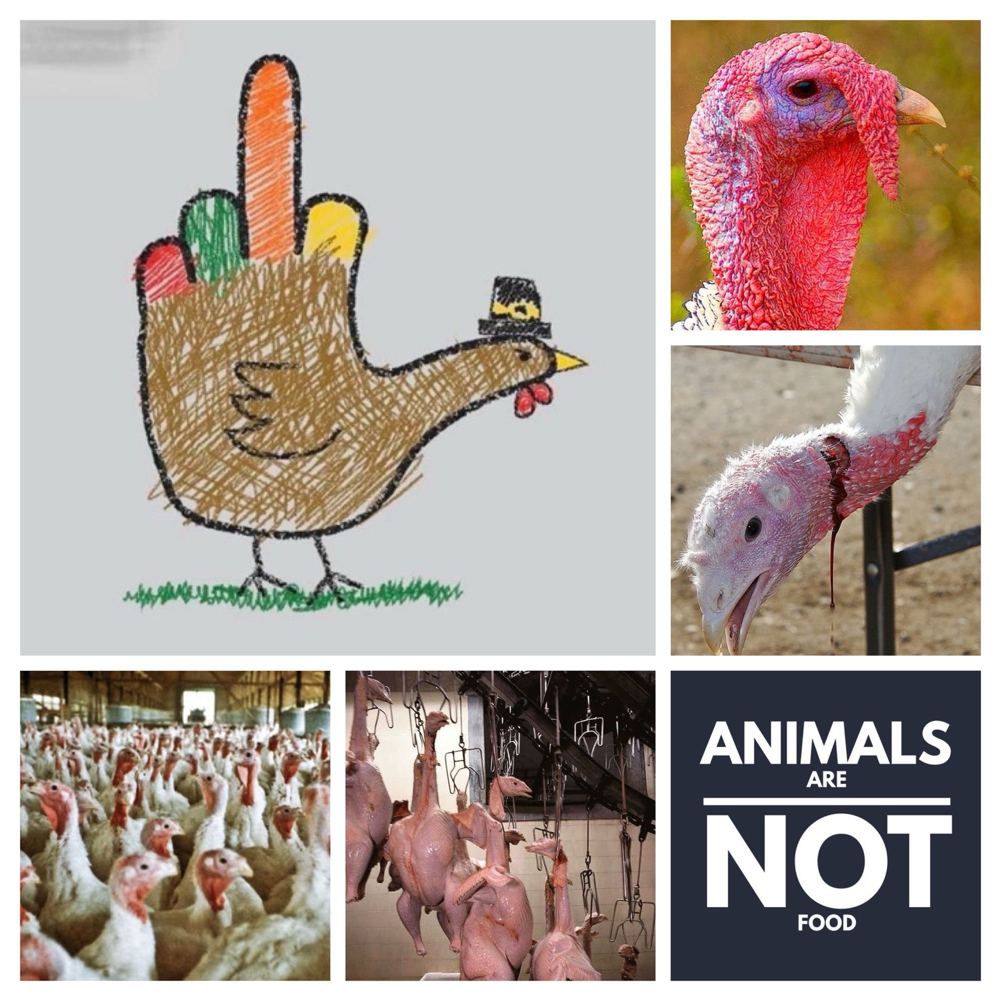 Pluck You – VeganVoices